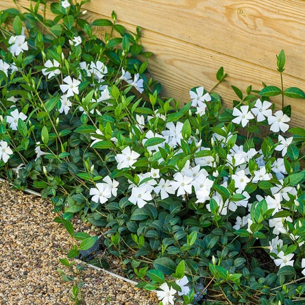 18 Stunning Ground Covers with White Flowers That Enchant