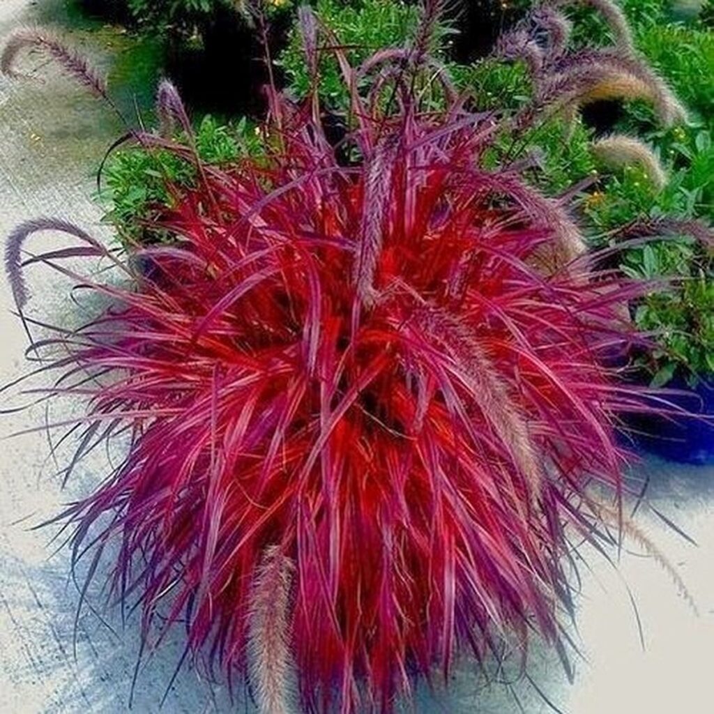 10 Gorgeous Red Ornamental Grasses to Brighten Your Garden