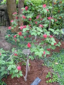 19 Stunning Calliandra Plant Types: Gorgeous Powder Puff Varieties