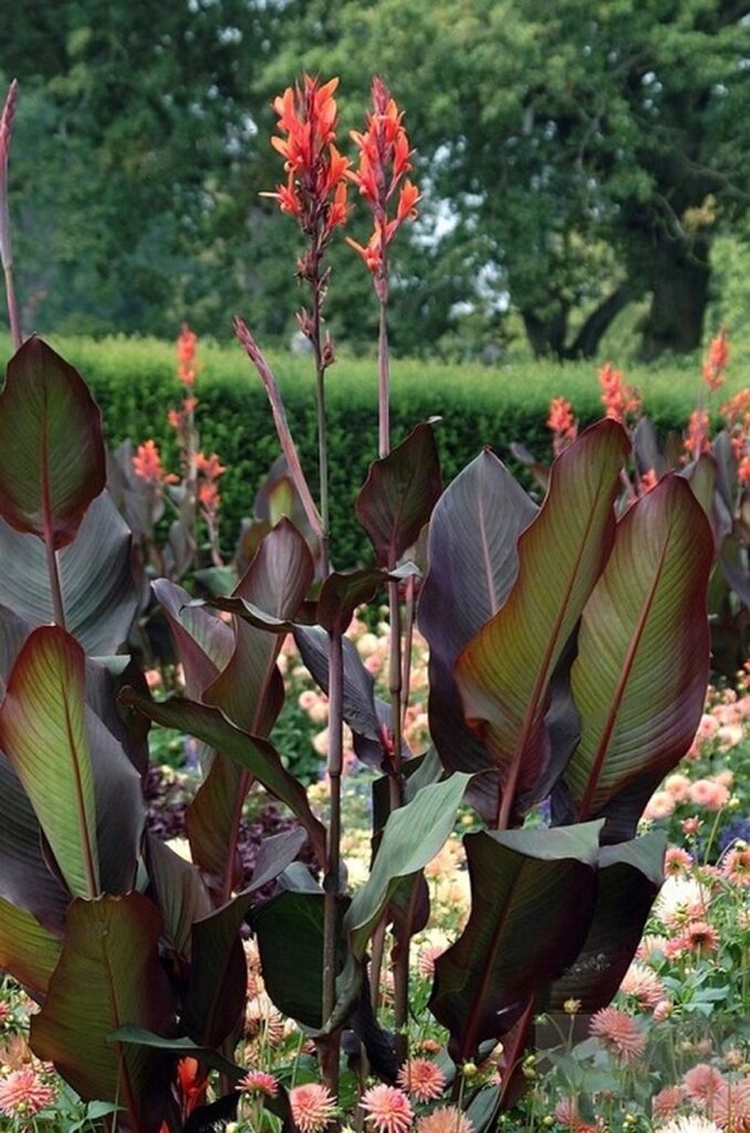 17 Stunning Tall Canna Lily Varieties - How Giant Can They Grow?