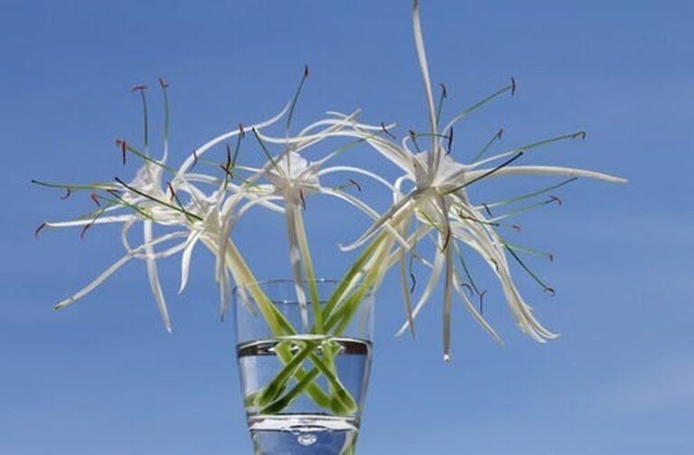 10 Beautiful Water Flowers for Containers and Vases