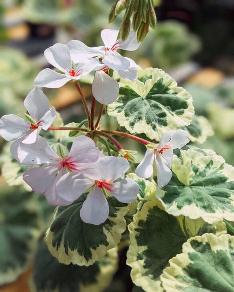 24 Stunning Variegated Geranium Varieties to Brighten Your Garden