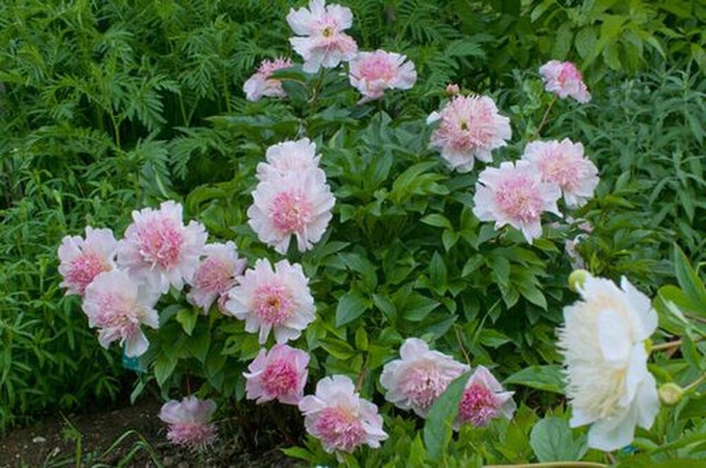 15 Stunning Types of Purple Peony Varieties to Adore