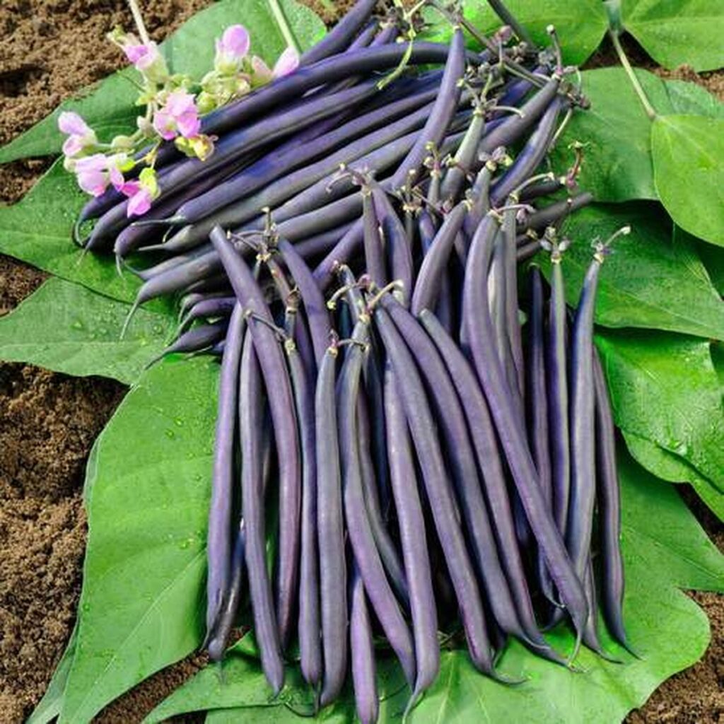 19 Gorgeous Colorful Vegetables to Brighten Your Garden Today