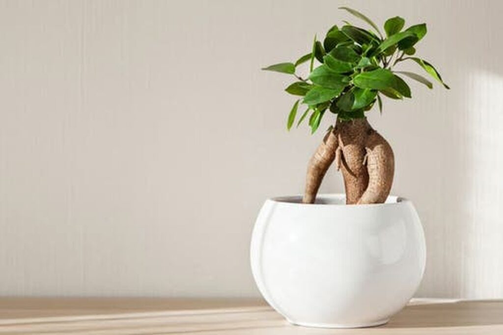 14 Charming Dwarf Tree-Like Houseplants for Cozy Home Spaces