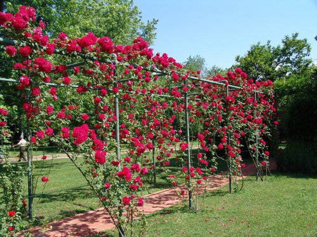 26 Beautiful DIY Rose Trellis Ideas for Your Garden