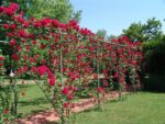26 Beautiful DIY Rose Trellis Ideas for Your Garden