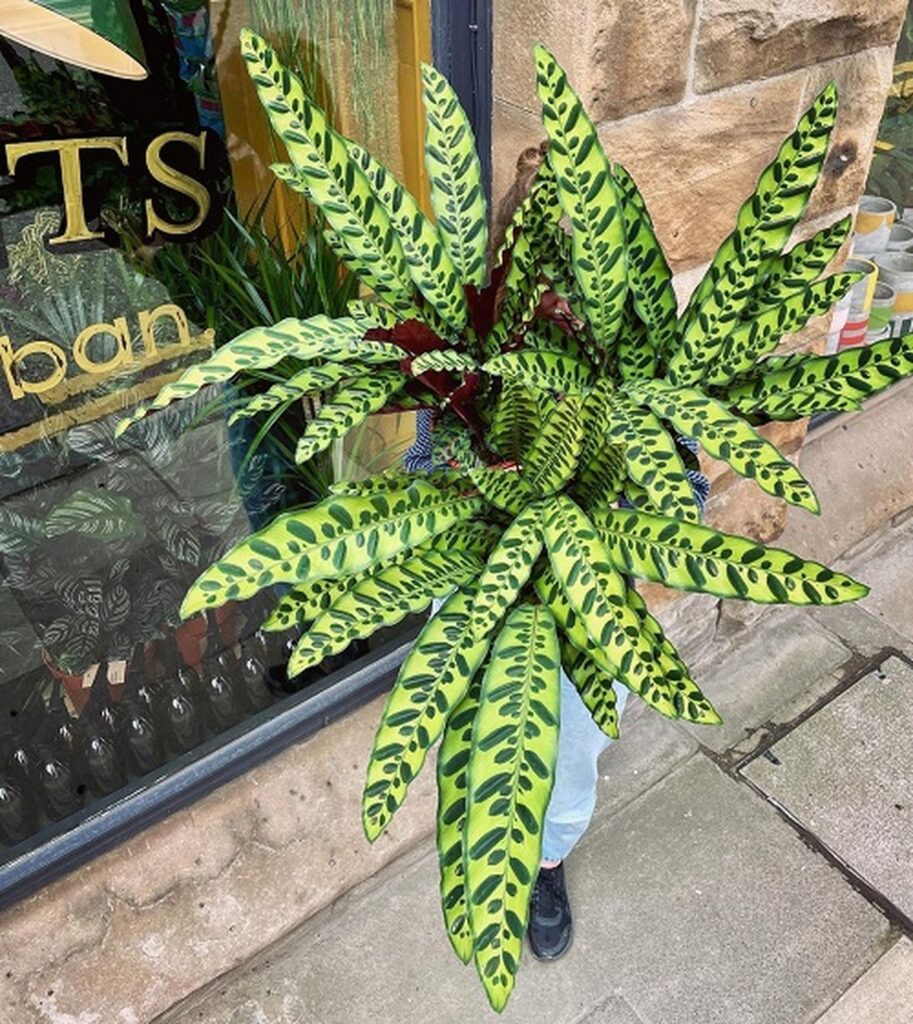 18 Breathtaking Artistic Plants That Transform Any Space