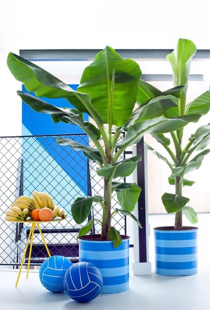 26 Enchanting Trees You Can Grow Indoors for a Cozy Oasis