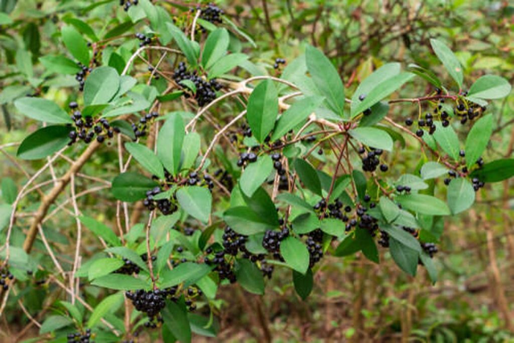 62 Stunning Native Florida Plants and Trees to Beautify Your Space
