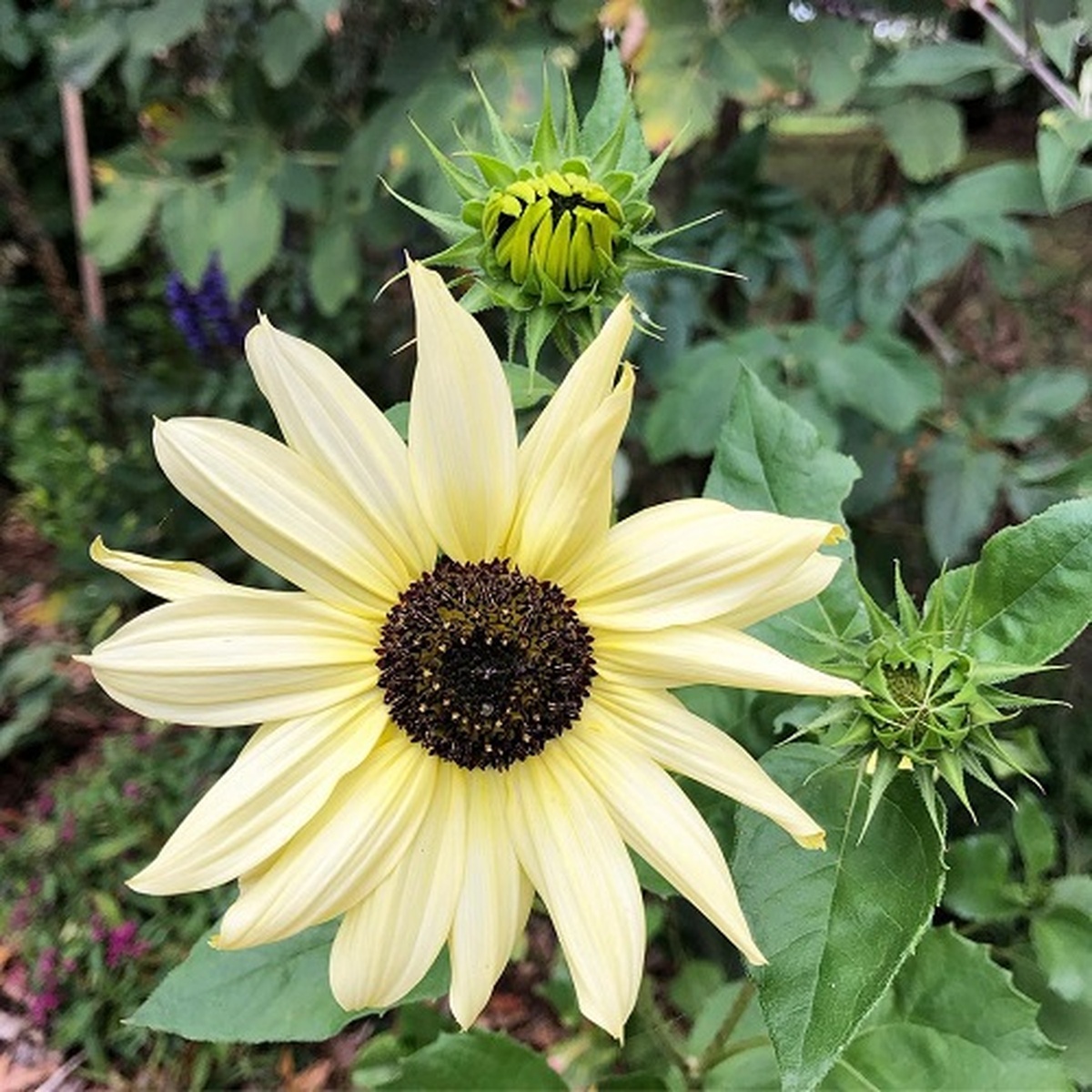 6 Stunning White Sunflower Varieties to Brighten Your Garden