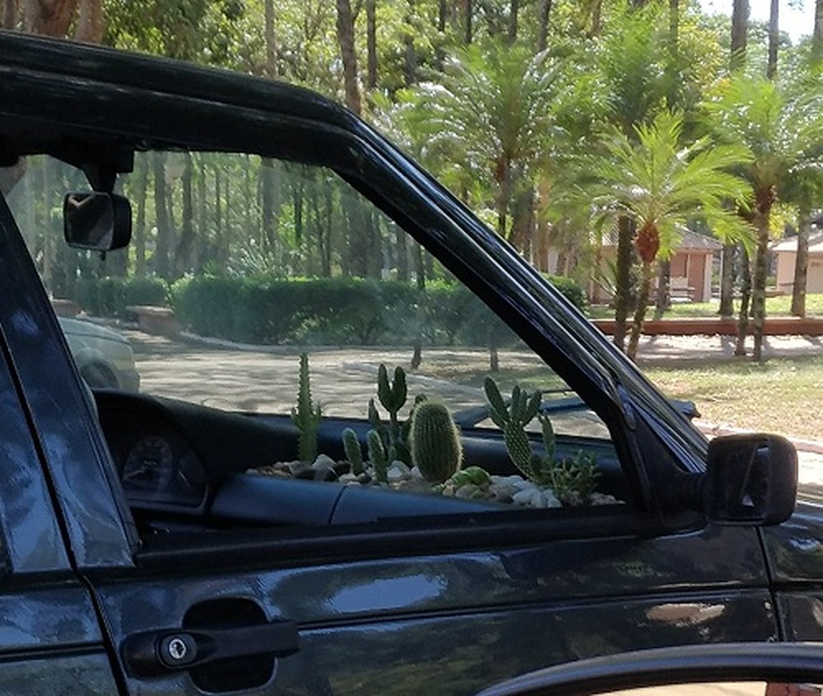 7 Beautiful Plants That Thrive When Grown in Car