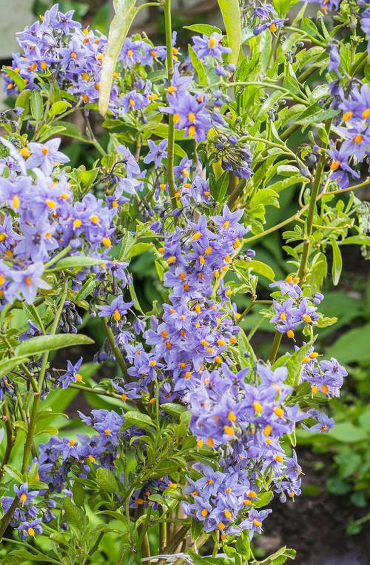 13 Beautiful Vines & Climbers With Blue Flowers That Amaze