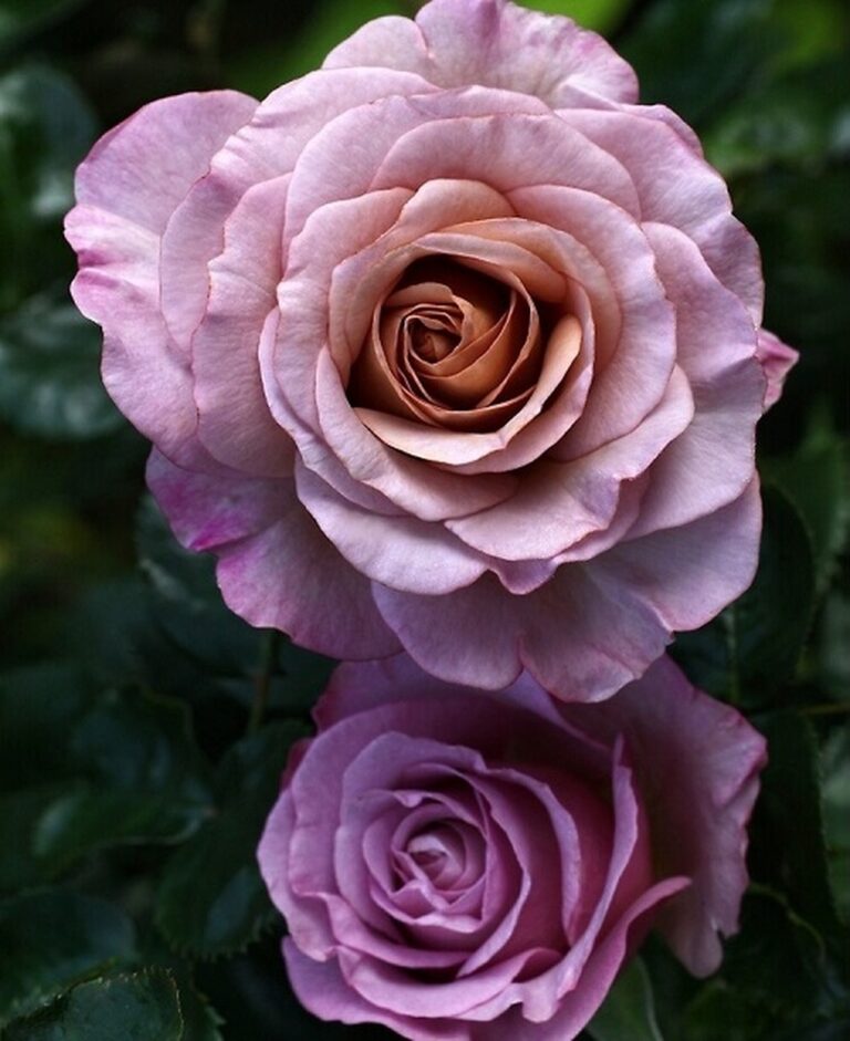 13 Stunning Blue Rose Varieties: Find Your Perfect Blooming Beauty