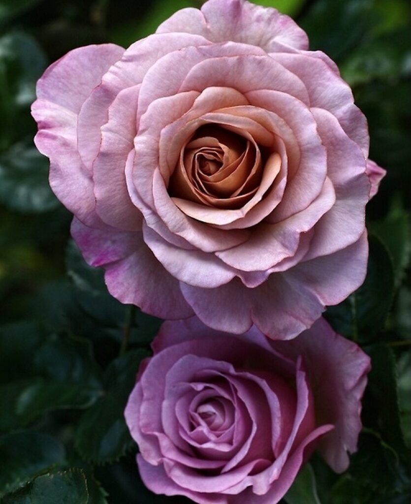 13 Stunning Blue Rose Varieties: Find Your Perfect Blooming Beauty