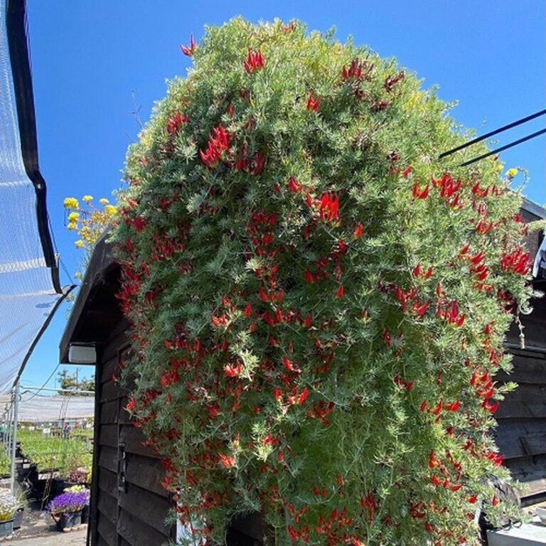 43 Fascinating Plants from Jamaica That Brighten Any Garden