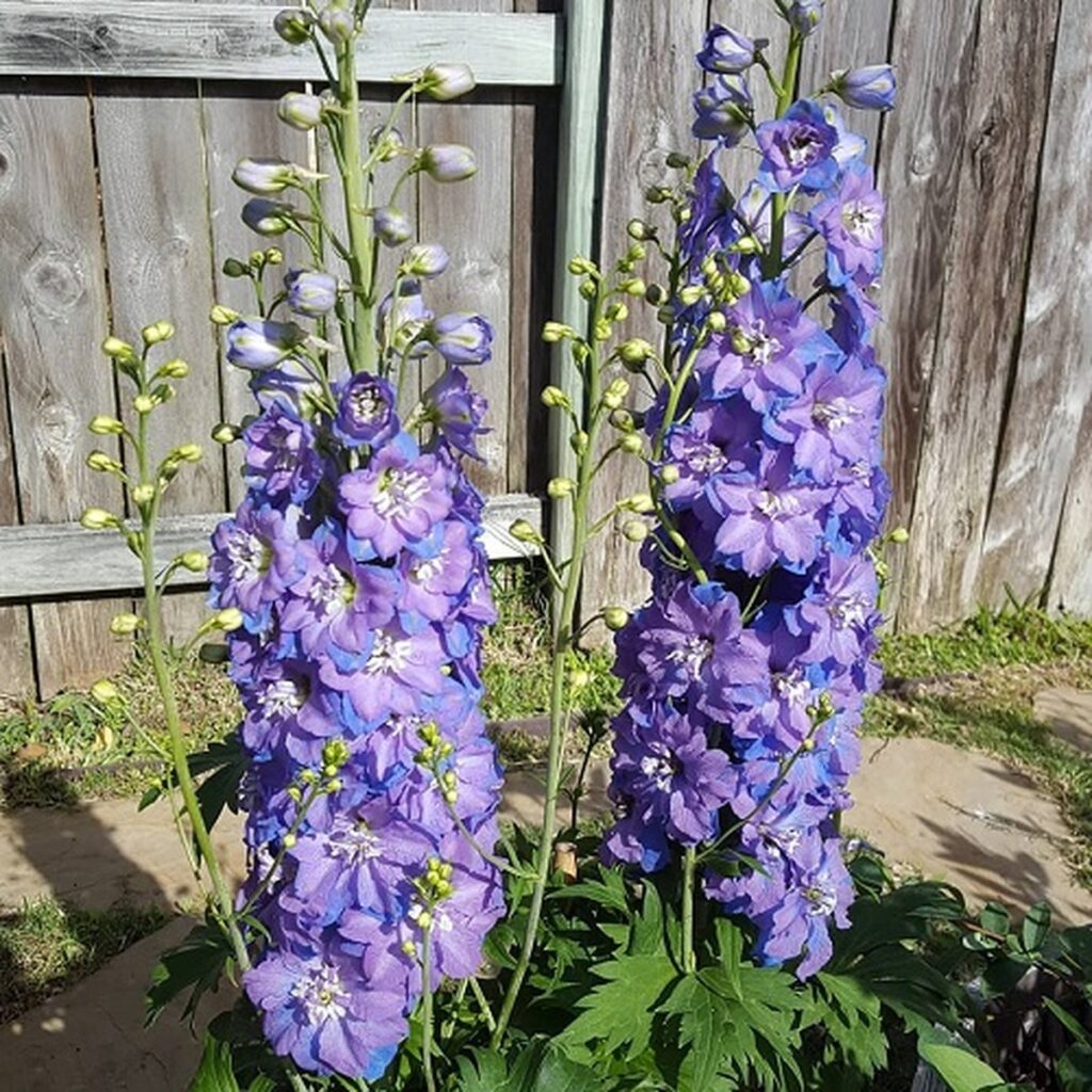 20 Stunning Delphinium Varieties That Will Brighten Your Garden