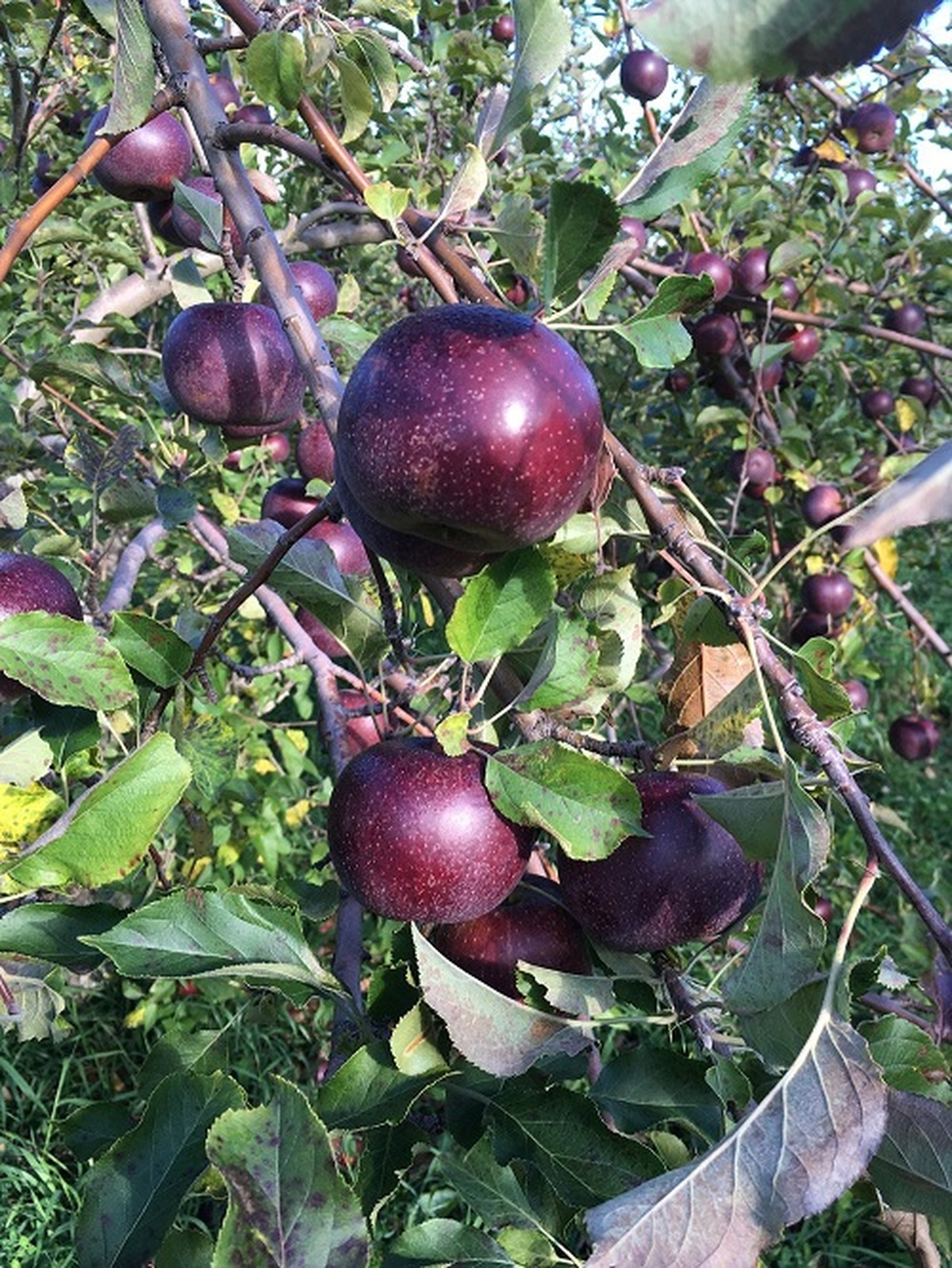 6 Ideal Blue Apple Varieties to Grow in Your Garden