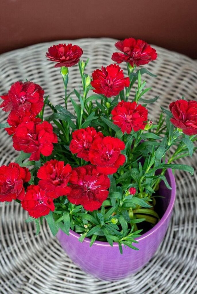 13 Beautiful Flowers That Represent Femininity and Grace