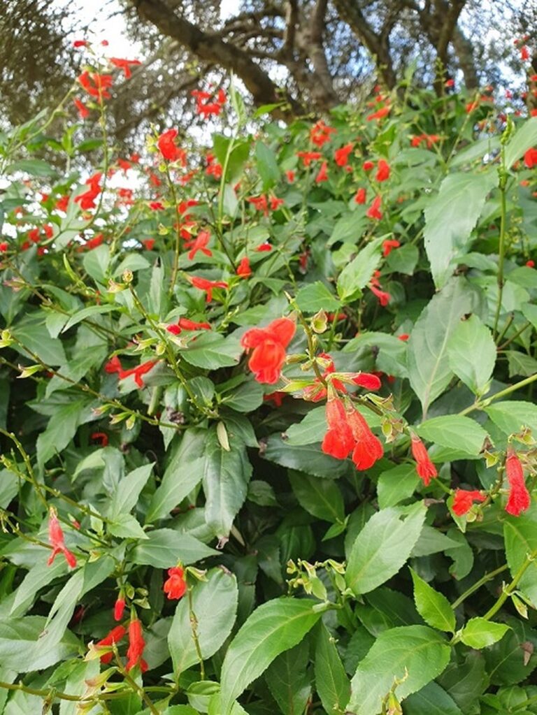 32 Stunning Mexican Flowers for Any Garden