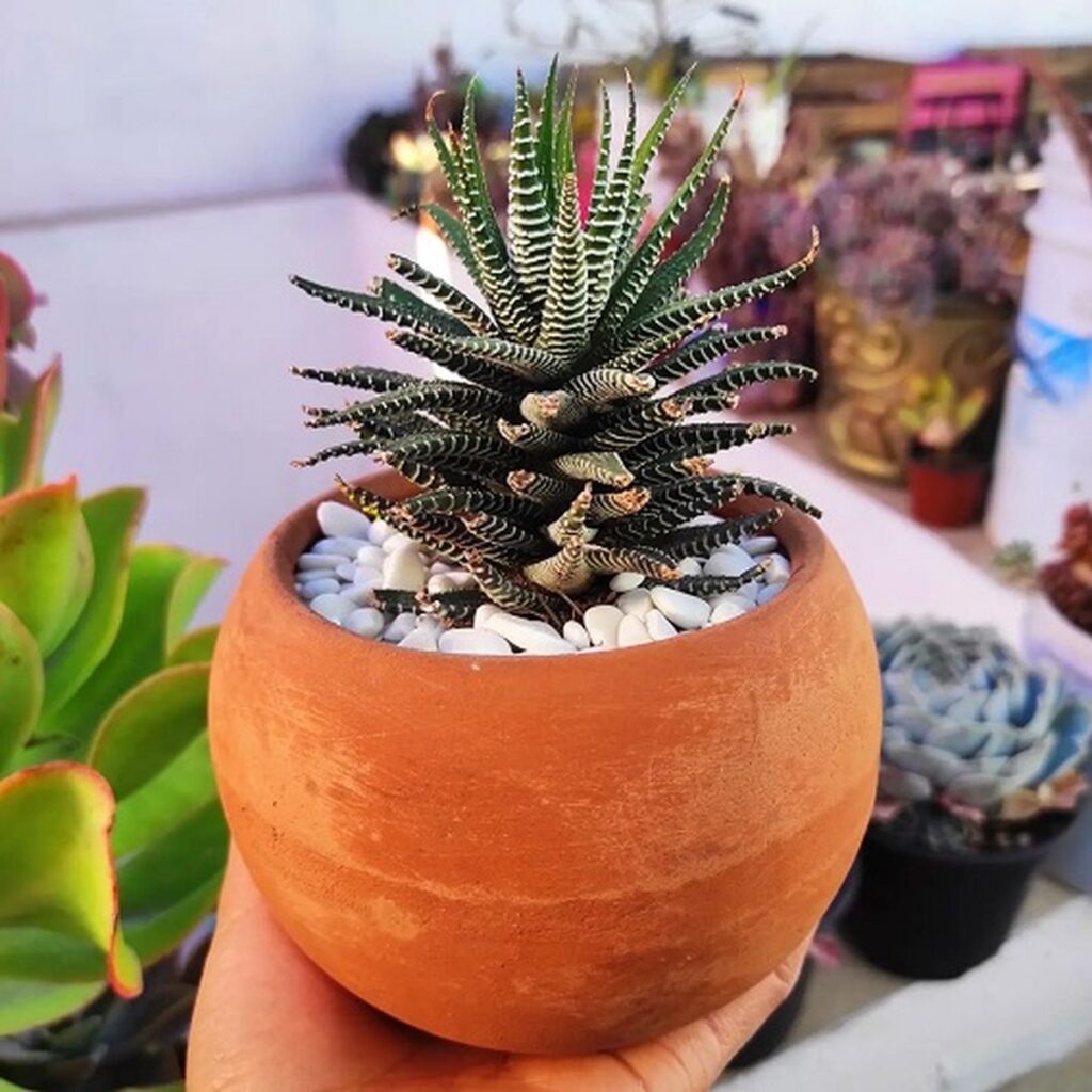 36 Lovely Dog Friendly Plants That Won't Harm Your Furry Friend