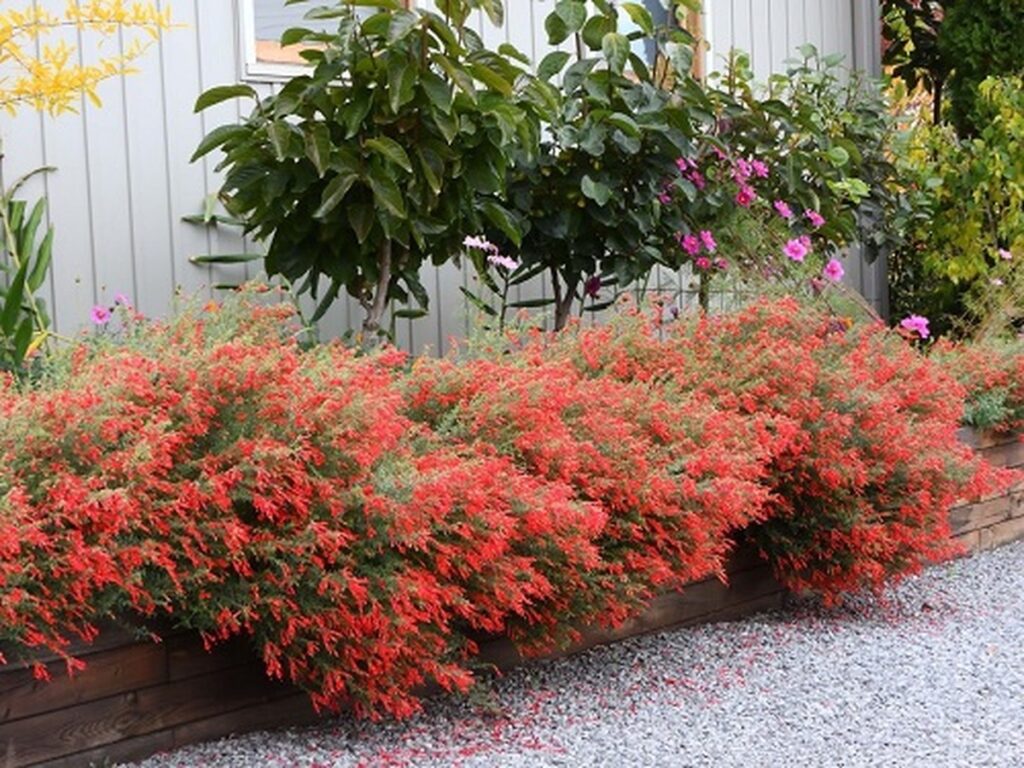 52 Amazing California Native Plants for Your Dreamy Garden