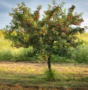 23 Stunning Trees with Red Berries for a Vibrant Garden