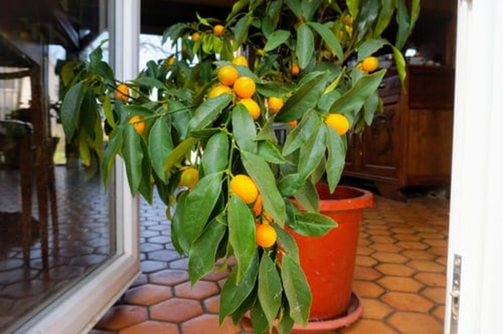 17 Amazing Fruit Plants That Bear Fruit Fast For Quick Harvests