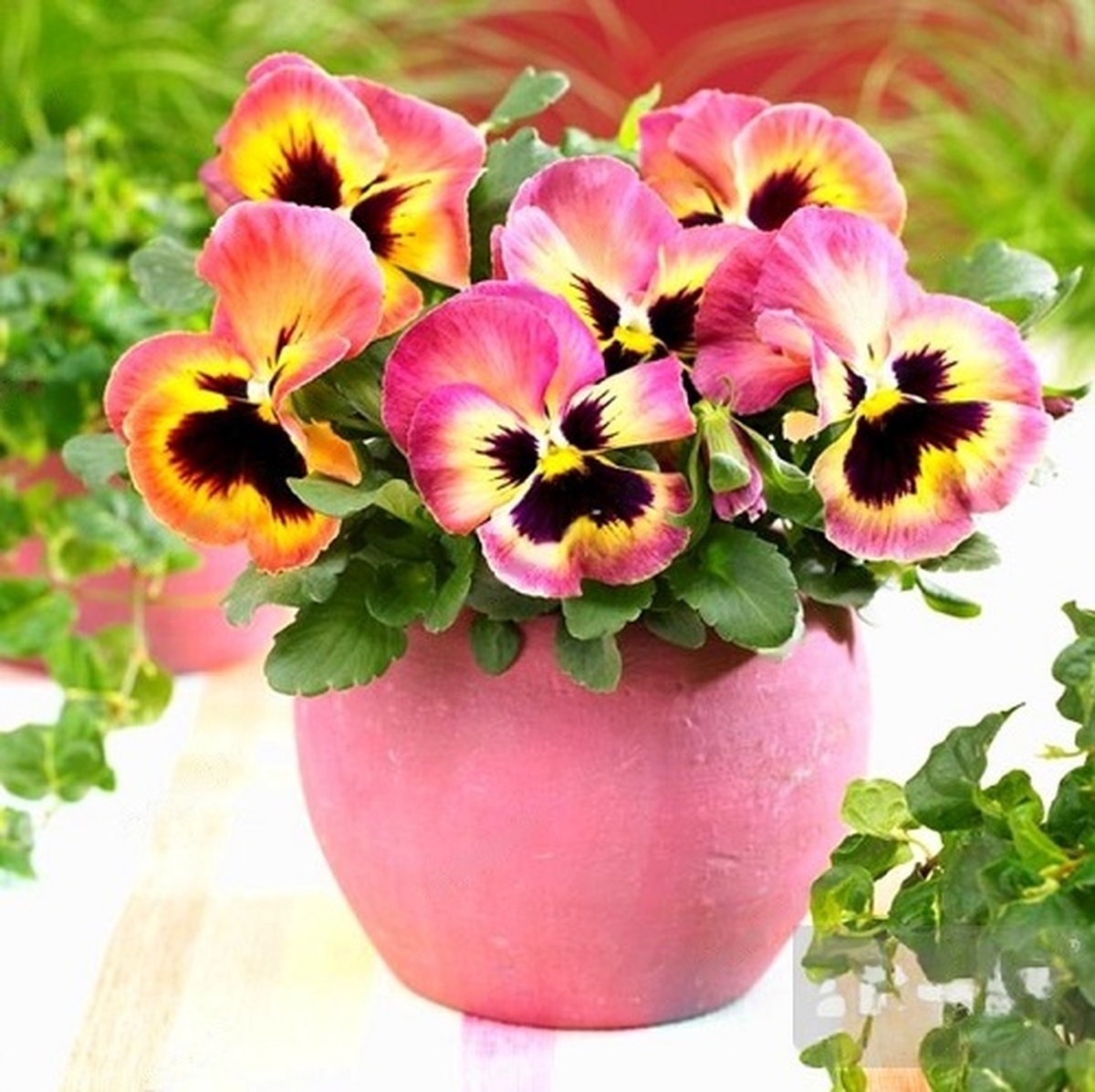 7 Beautiful Pansy Flower Meanings That Inspire Wonder