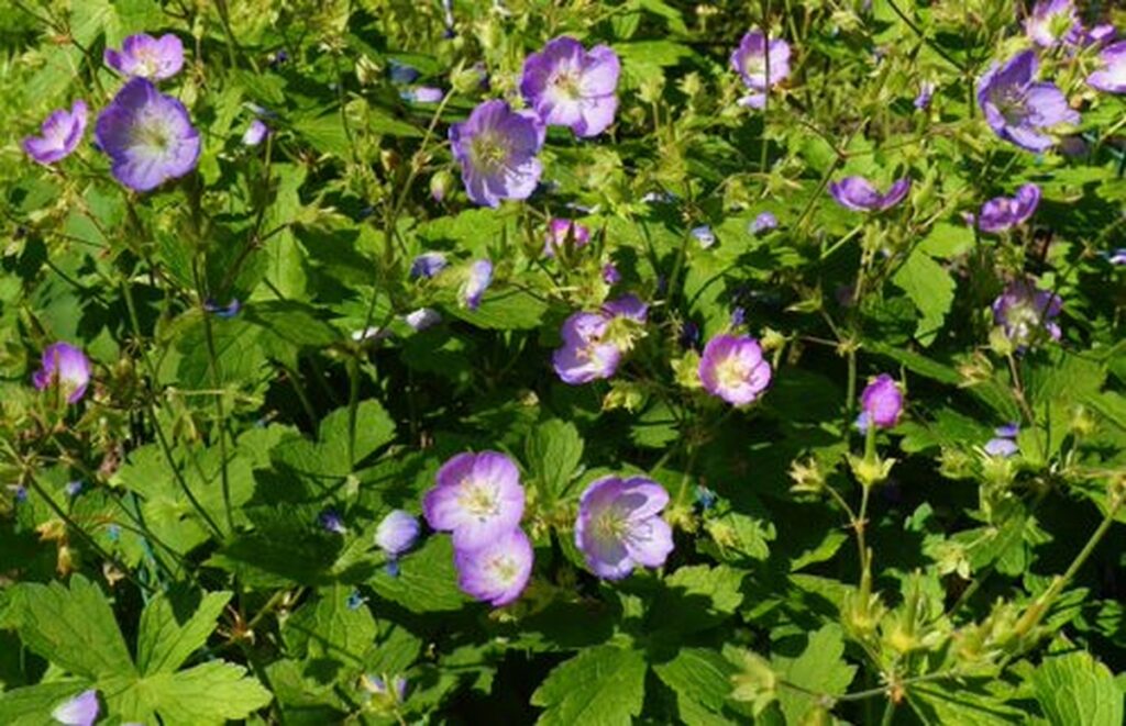 17 Gorgeous Ohio Perennial Flowers That Thrive in Any Garden