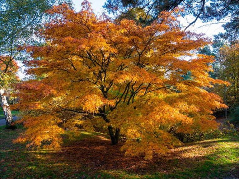 19 Stunning Trees with Yellow Foliage That Brighten Fall