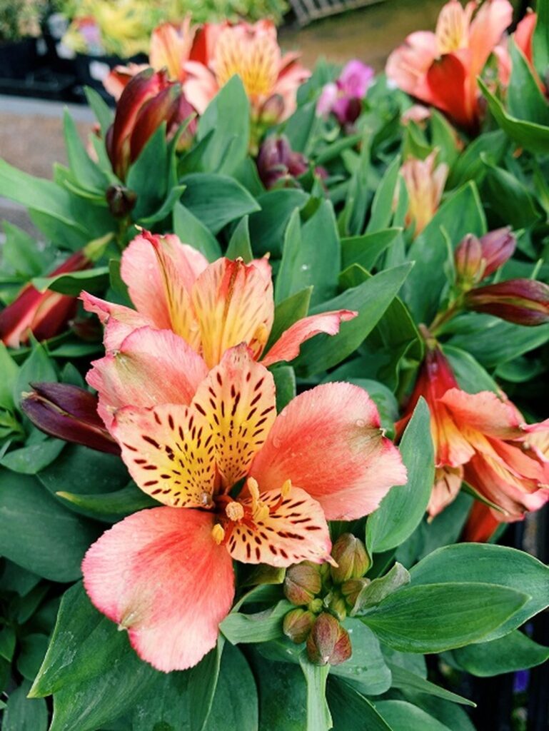 12 Stunning Peach Color Flowers to Brighten Your Garden