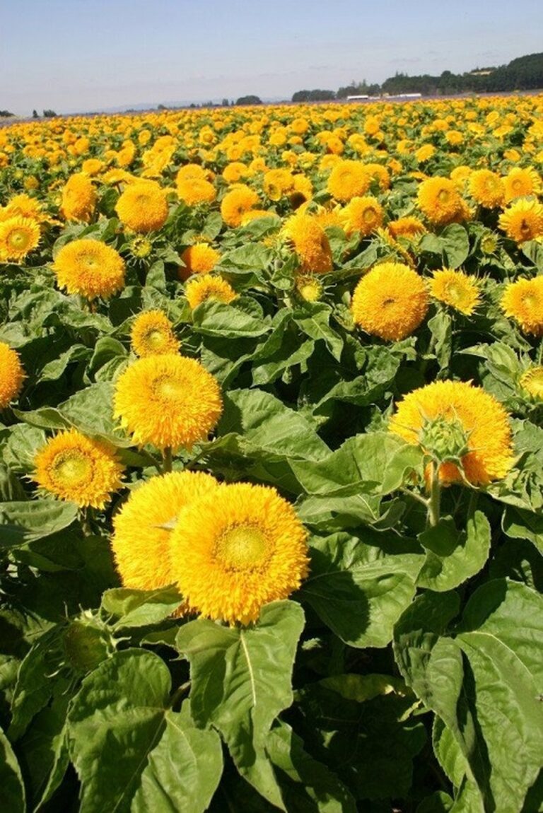 31 Stunning Sunflower Colors That Will Brighten Your Garden