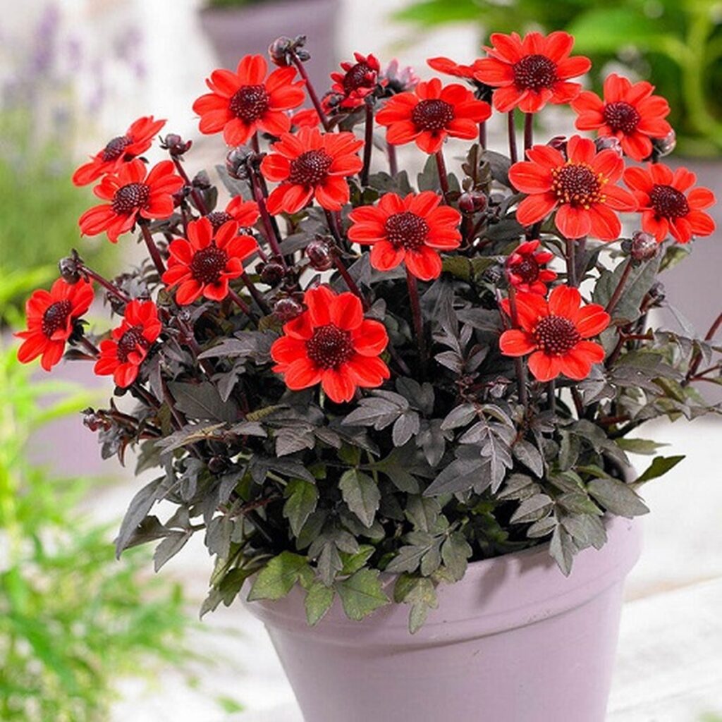 27 Stunning Red Dahlia Varieties That Will Brighten Any Garden