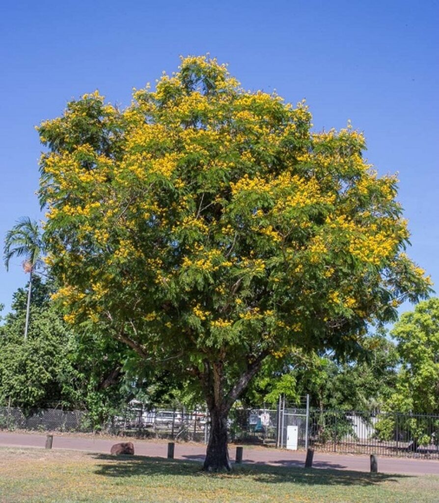 30 Stunning Trees with Yellow Flowers That Brighten Any Garden