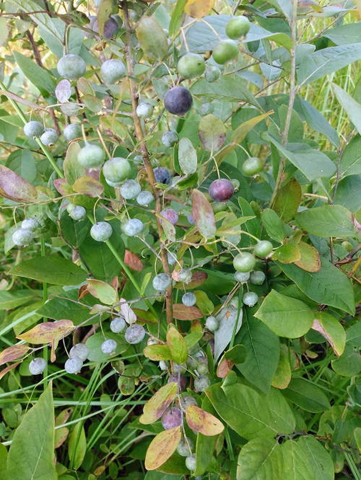 11 Charming Berries That Look Like Blueberries to Discover