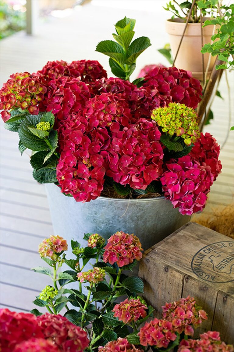 25 Powerful Flowers That Represent Strength - Nature's Warriors!