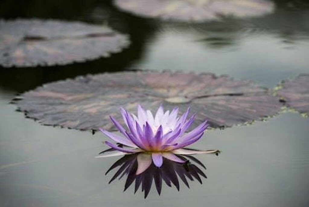 20 Charming Miniature Water Lily Varieties for Your Container Water Garden