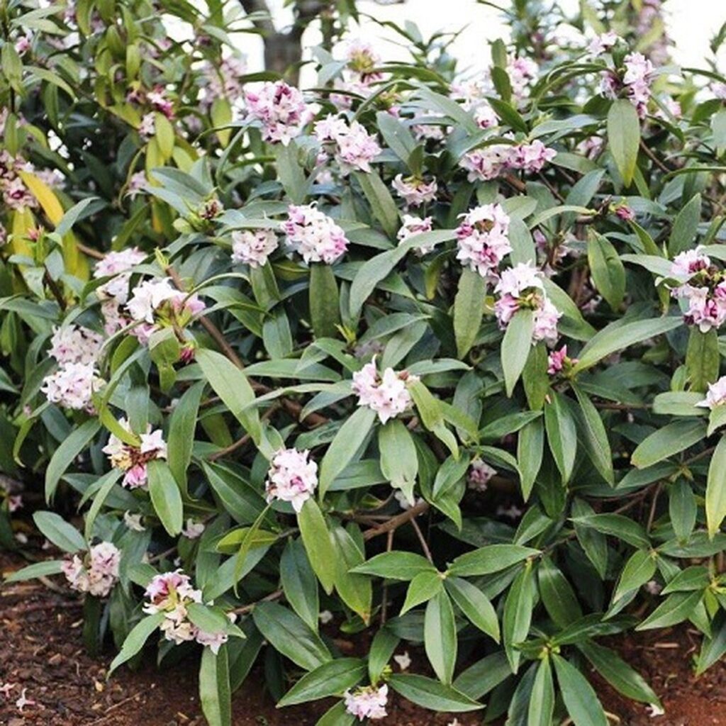 53 Amazing Low Maintenance Evergreen Shrubs for Your Garden
