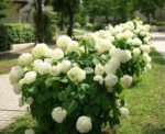 25 Beautiful Annabelle Flowers Ideas for Your Garden Paradise