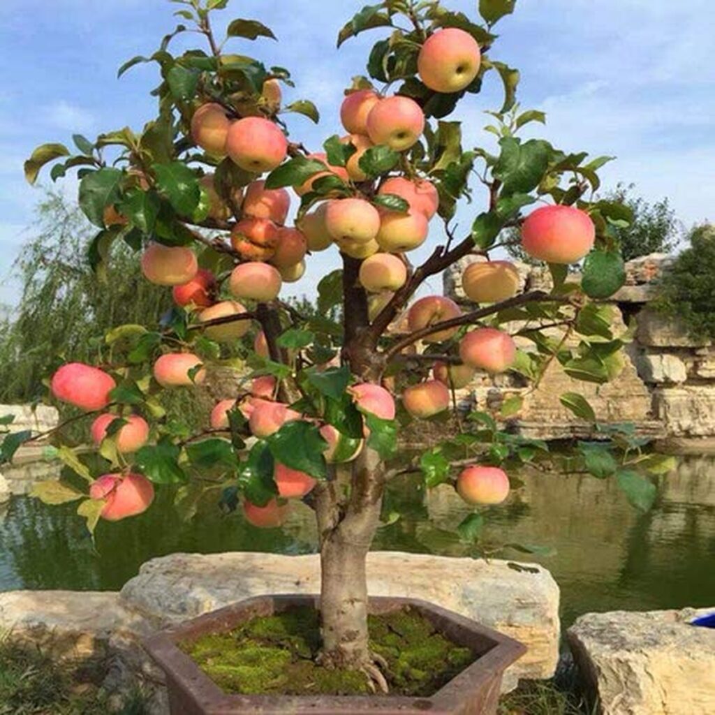 17 Charming Dwarf Fruit Trees Under 6 Feet for Small Spaces