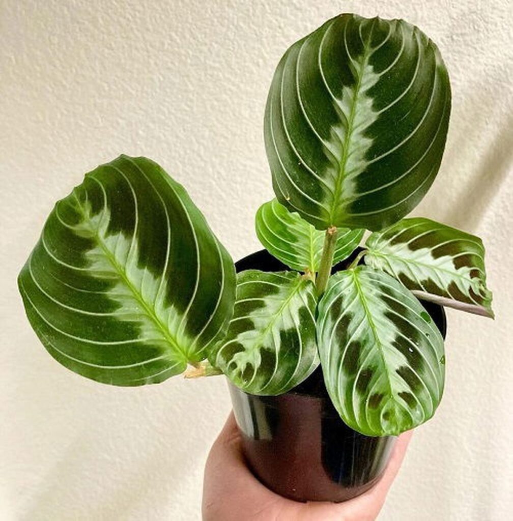 16 Most Beautiful Prayer Plants - Stunning Maranta Varieties