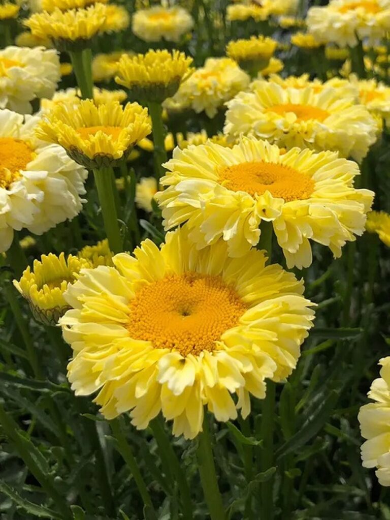 50 Stunning Yellow Perennial Flowers to Brighten Your Garden