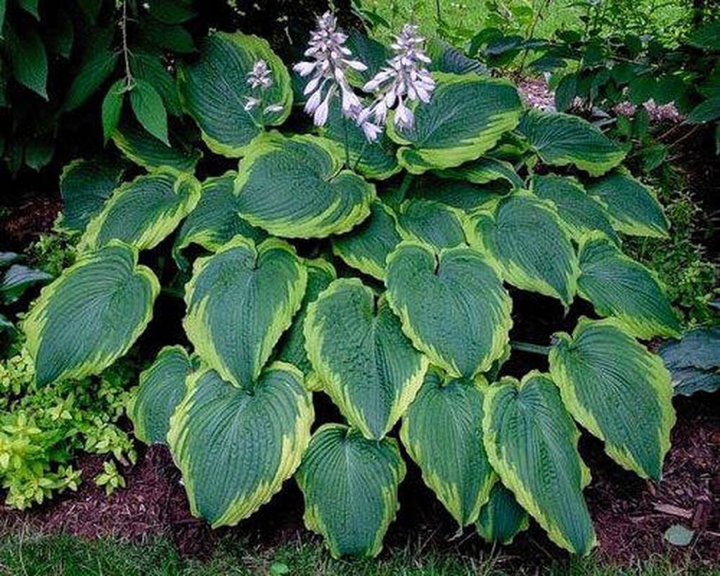 59 Stunning Types of Hostas: Discover These Beautiful Varieties