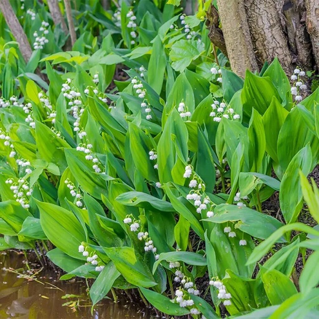 18 Stunning Ground Covers with White Flowers That Enchant