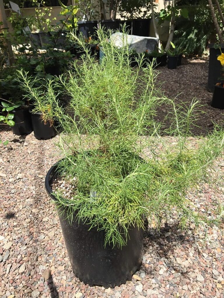 52 Amazing California Native Plants for Your Dreamy Garden