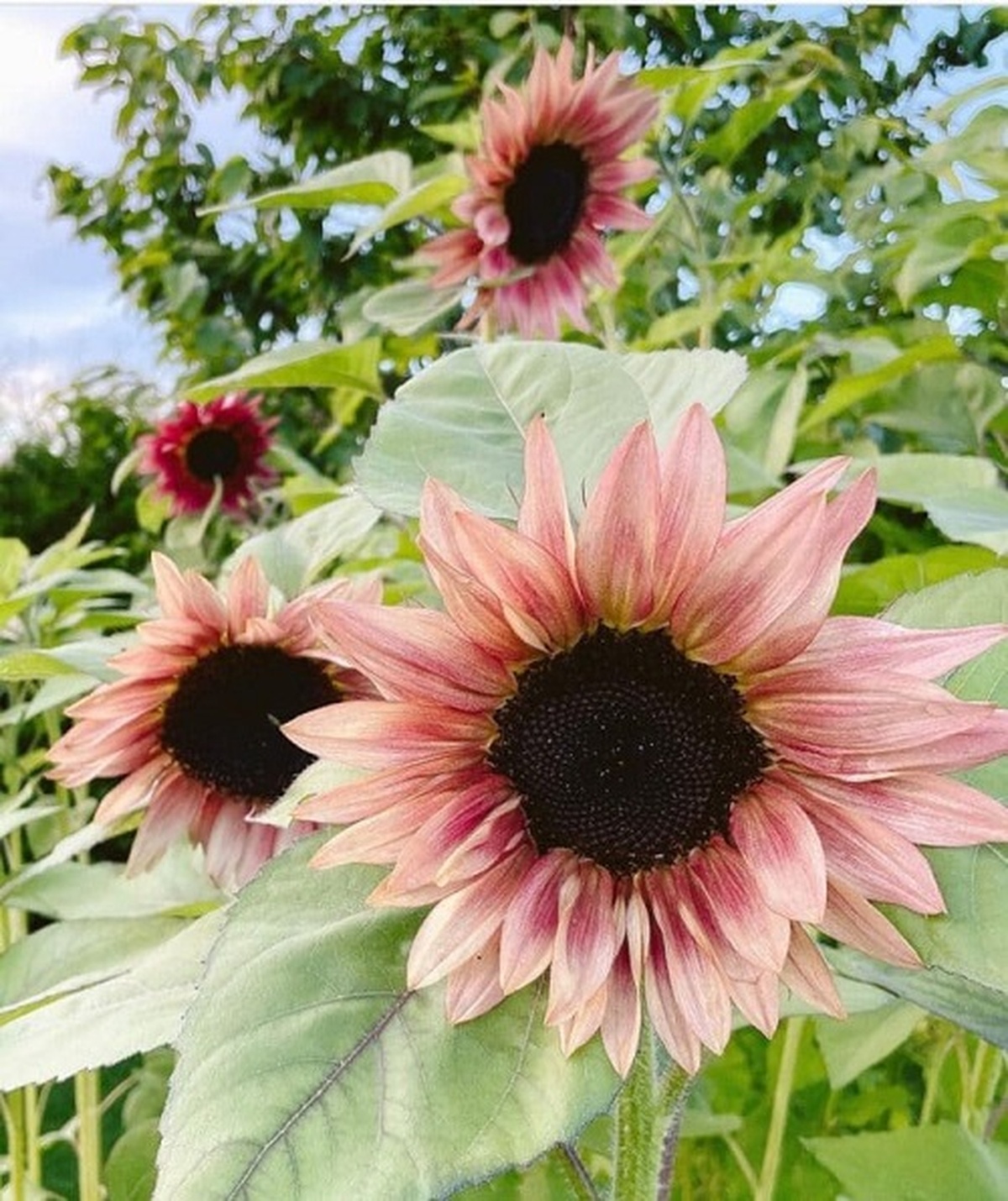9 Gorgeous Pink Sunflower Varieties to Brighten Your Garden