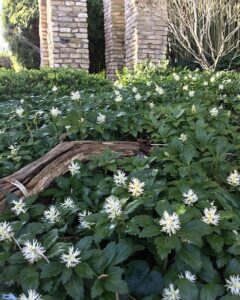 18 Stunning Ground Covers with White Flowers That Enchant