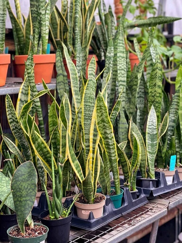 21 Gorgeous Spiky Plants That Will Transform Your Garden