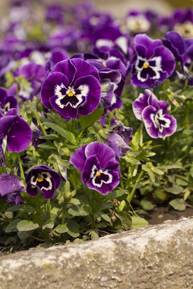 22 Beautiful French Flowers To Brighten Up Your Garden Today